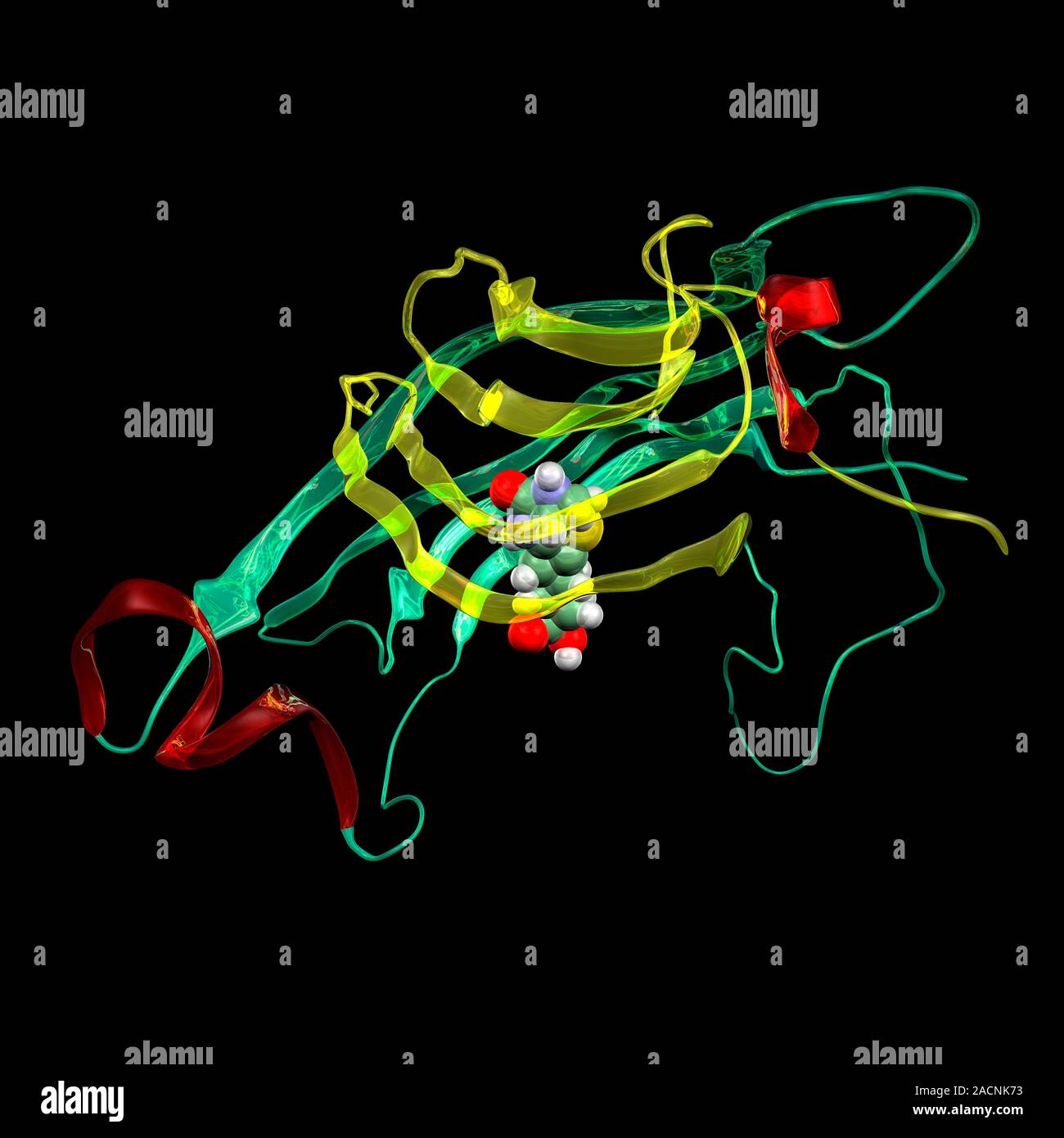 Streptavidin-biotin molecular complex. Molecular model of a single ...