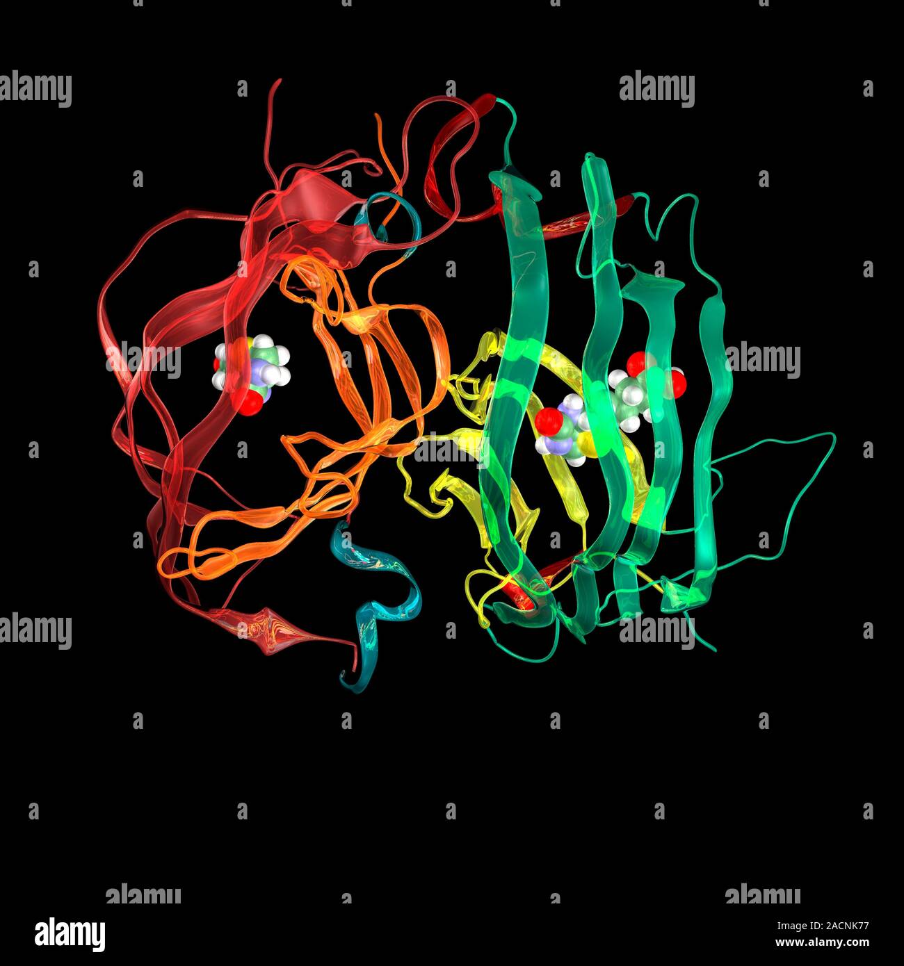 Streptavidin-biotin molecular complex. Molecular model of a double ...