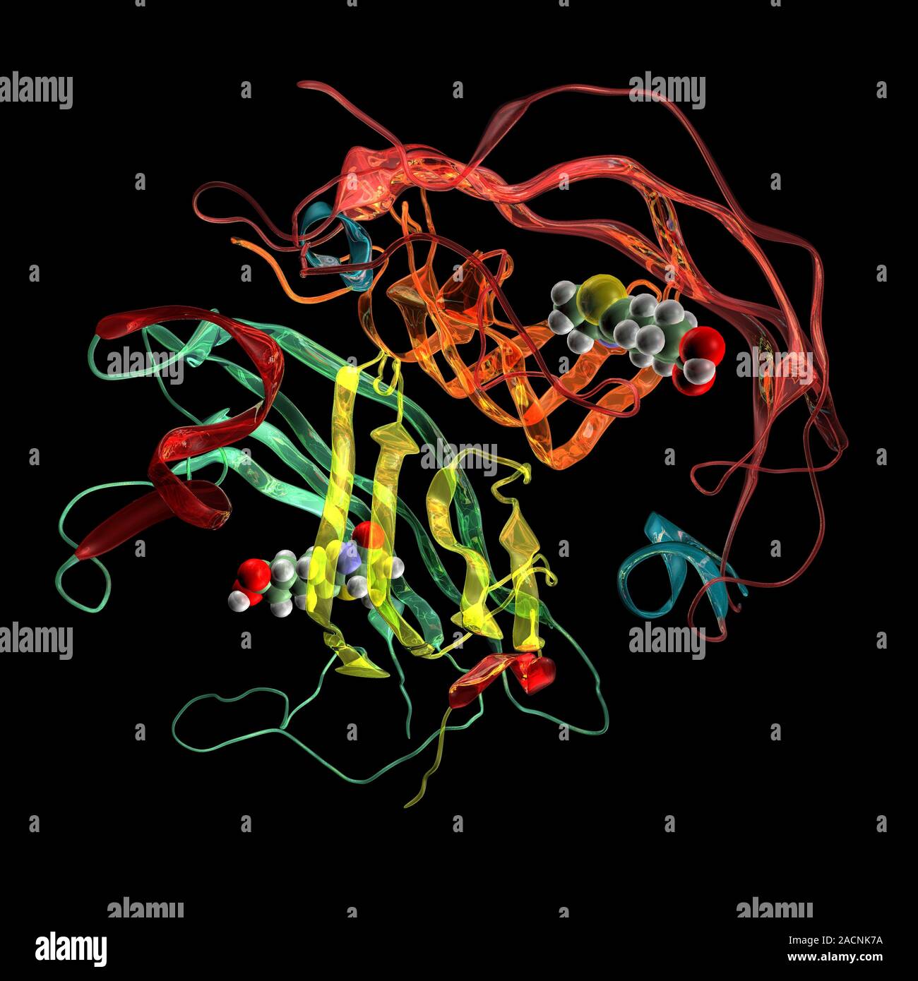 Streptavidin-biotin molecular complex. Molecular model of a double ...