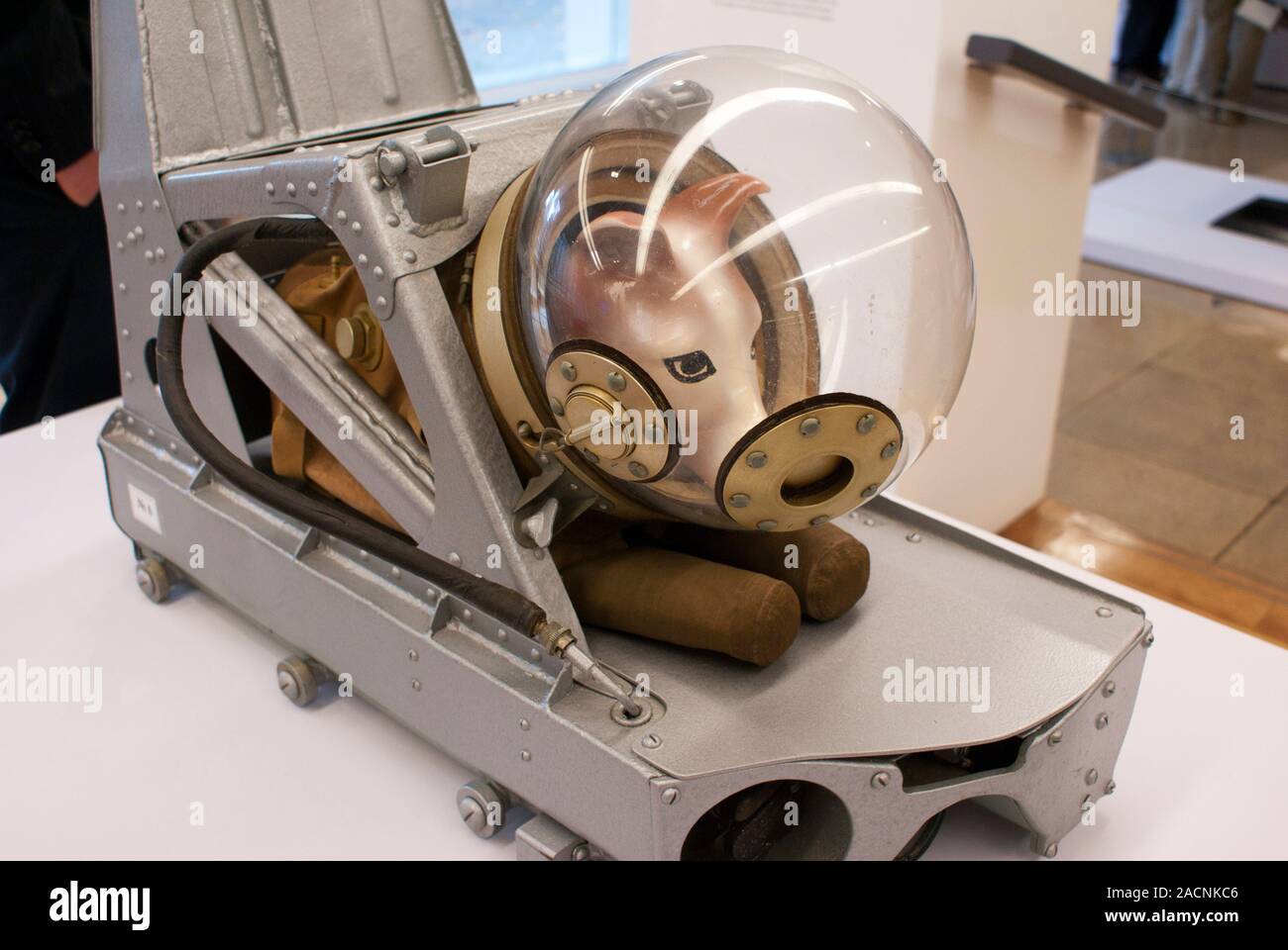 Mock-up of Laika, the first animal in space (Sputnik 2, launched on 3 ...