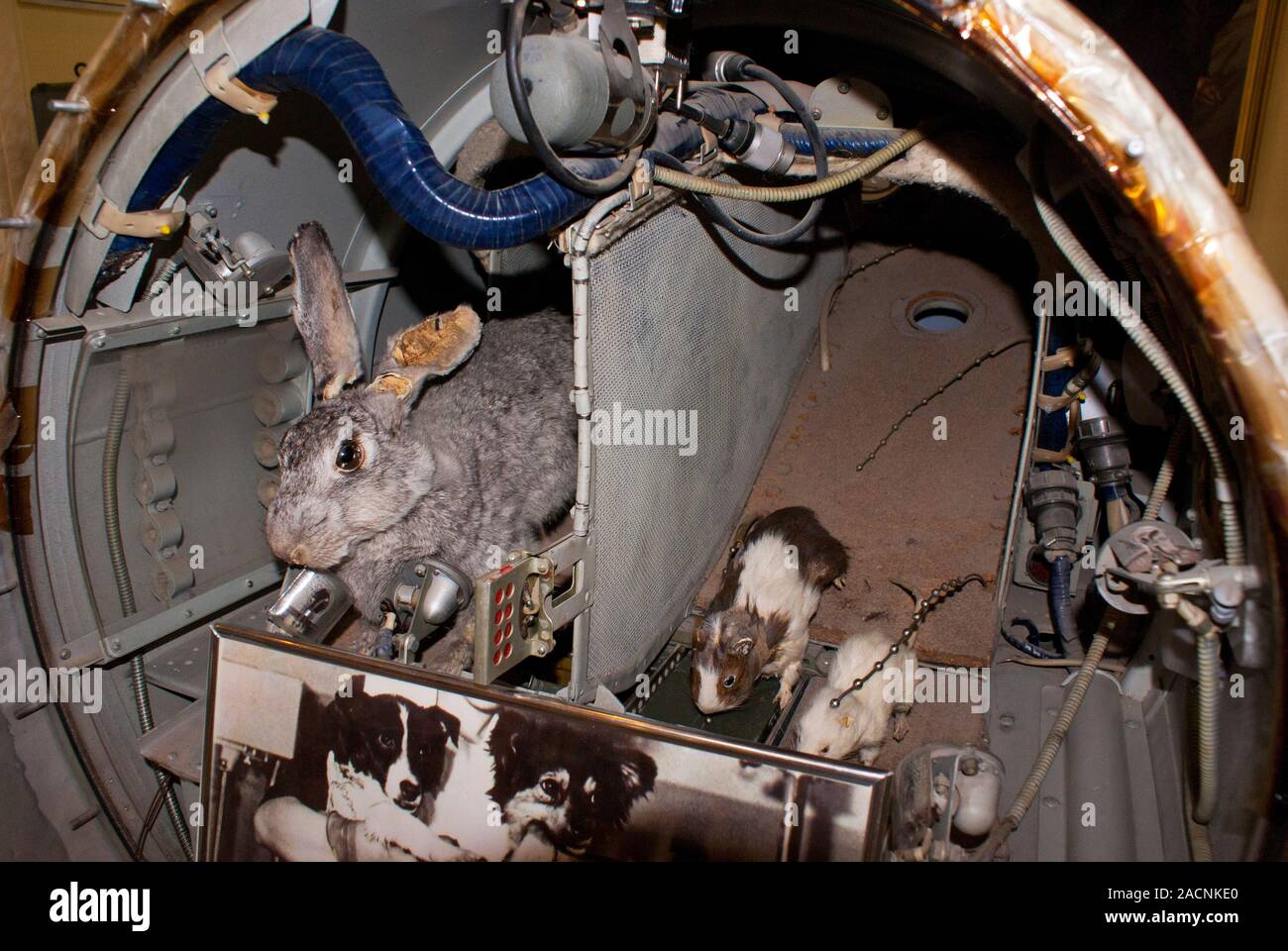 Sputnik-type capsule, designed to carry animals into space, in Baikonur ...