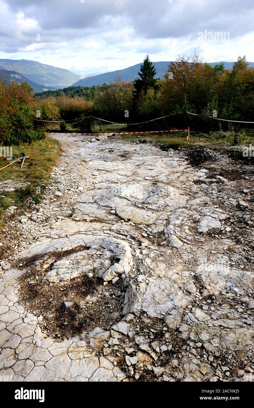 Dinosaur fossil footprints. View across a group of fossilised ...