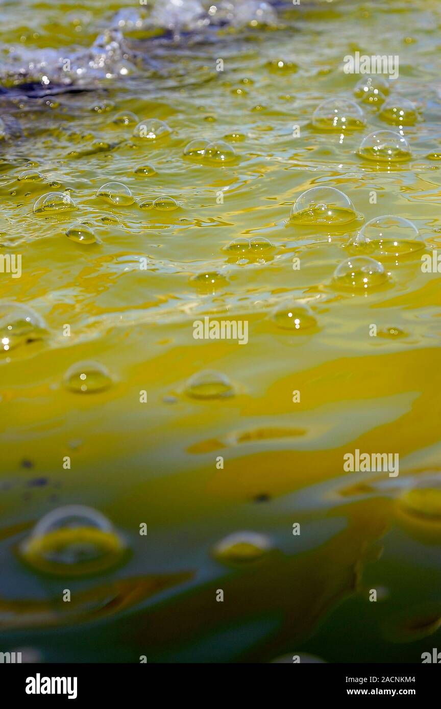 Microalgae production. Close-up of a pond containing Chlorella vulgaris ...