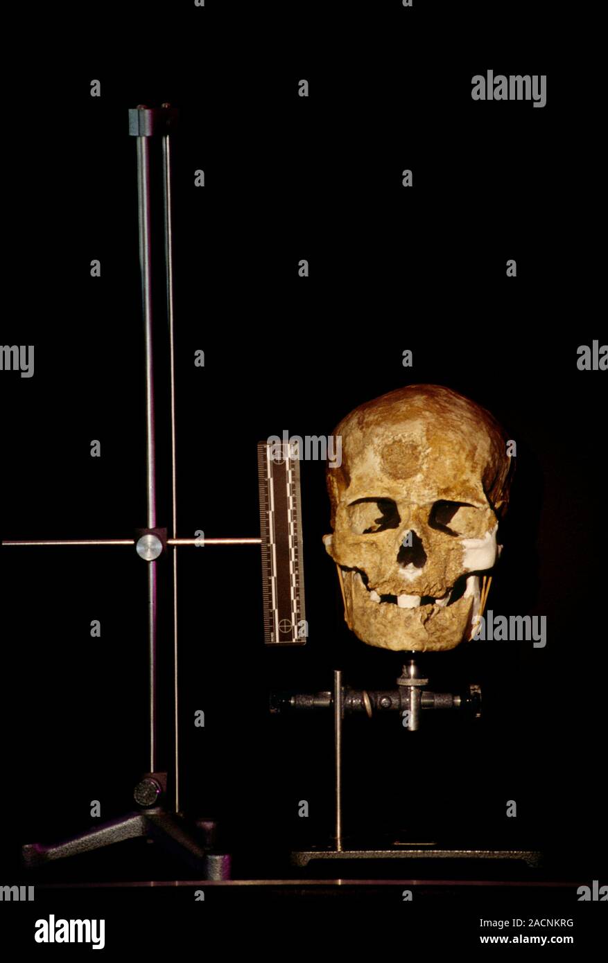 Cro-Magnon fossil skull measurements. Measuring and recording equipment ...