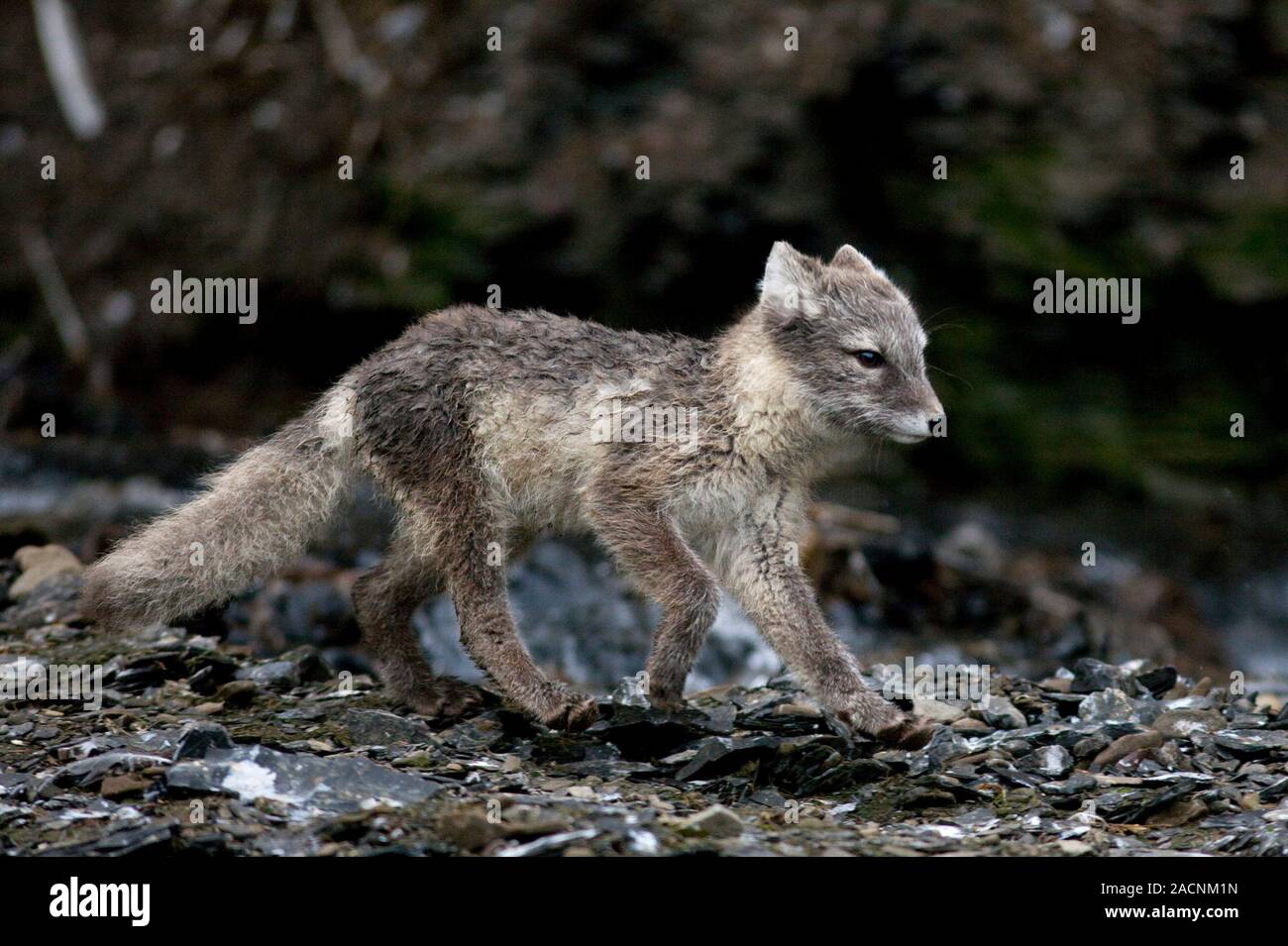 Arctic fox. Young arctic fox (Alopex lagopus) in its summer coat ...