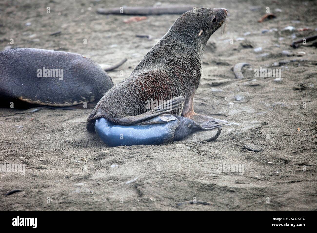 Antarctic fur seal giving birth. Antarctic fur seals (Arctocephalus gazella) range throughout ...