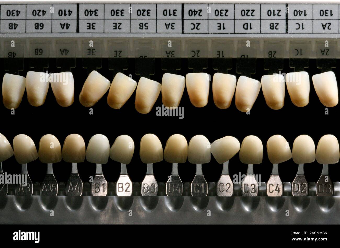 Dental prosthesis production. Swatches of artificial teeth used to find ...