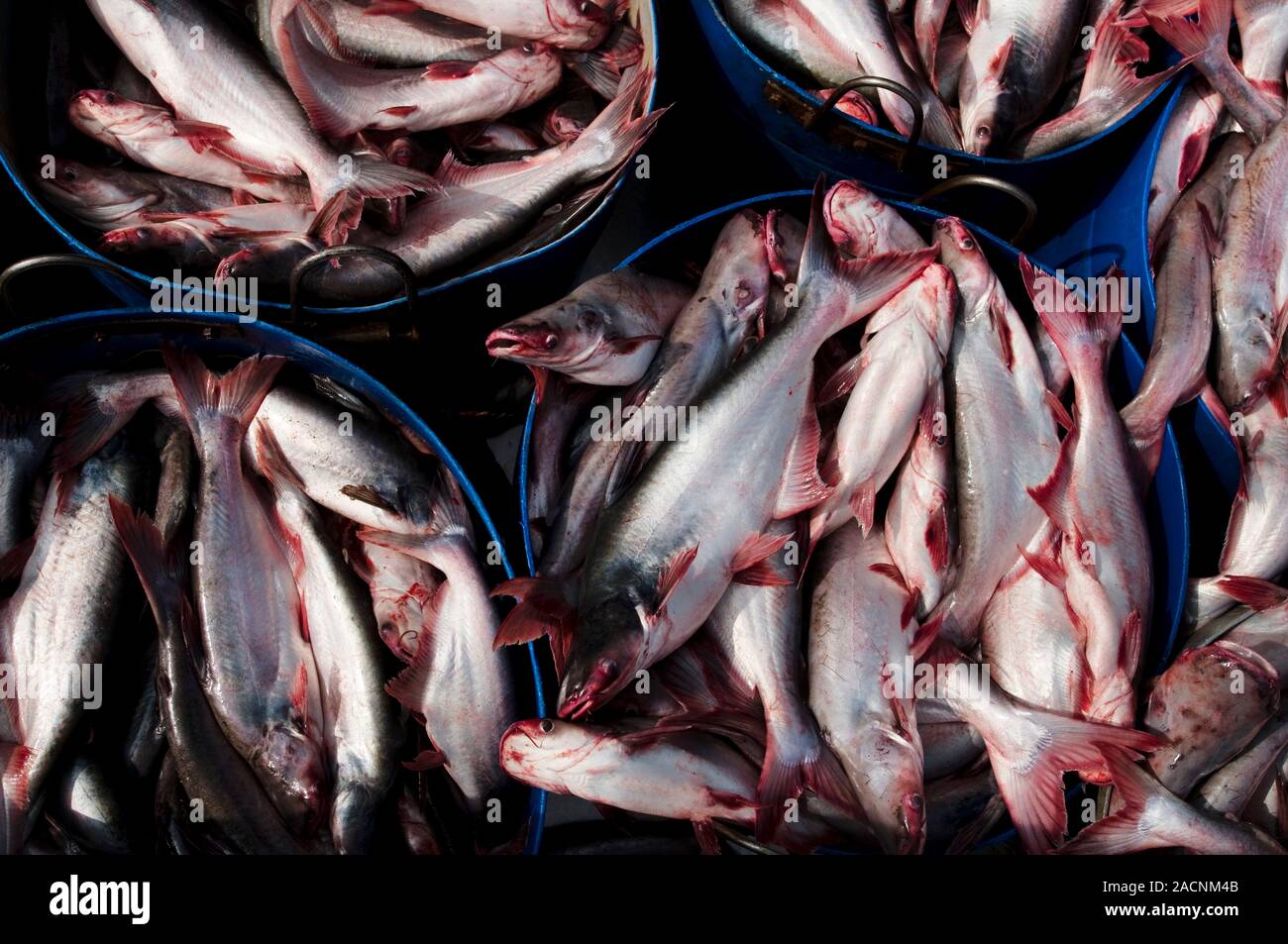 Organic fish farm. Baskets of catfish at the Binca Seafood organic ...