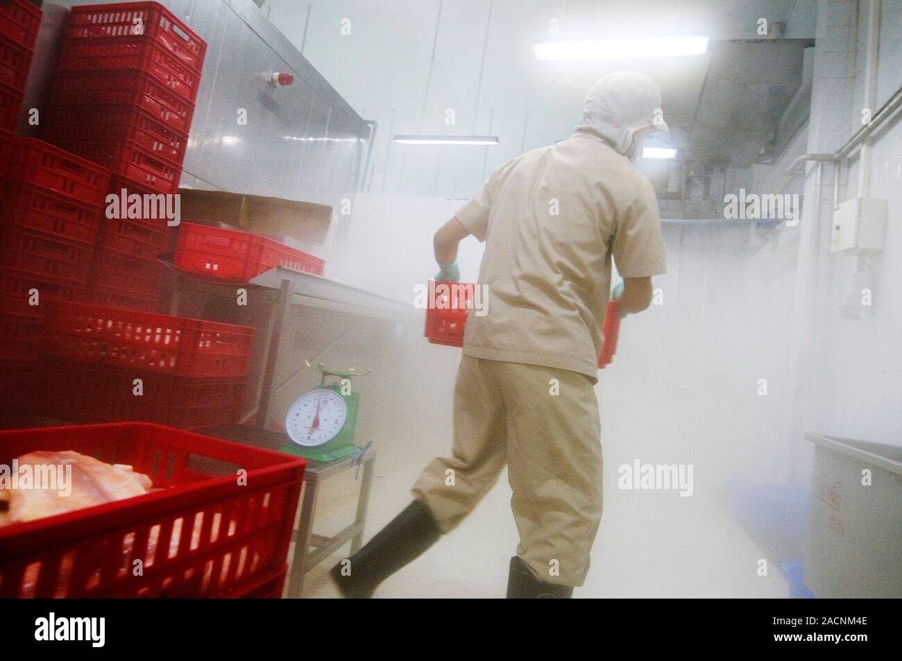 Organic fish farm. Worker in the processing factory of the Binca ...