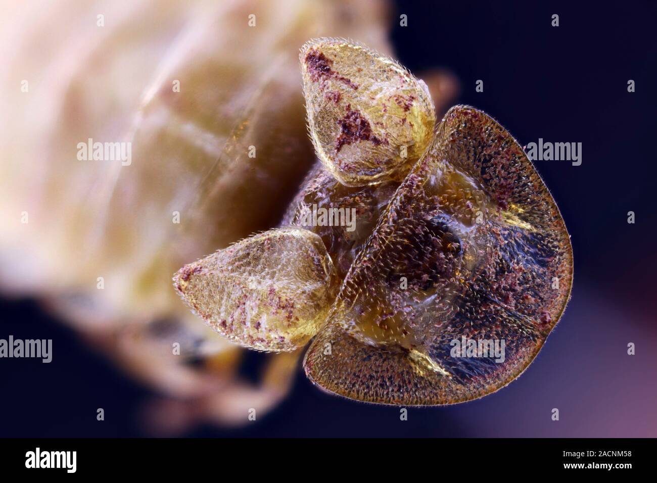 Glow-worm. Close-up of the head of a firefly (family Lampyridae) larva ...