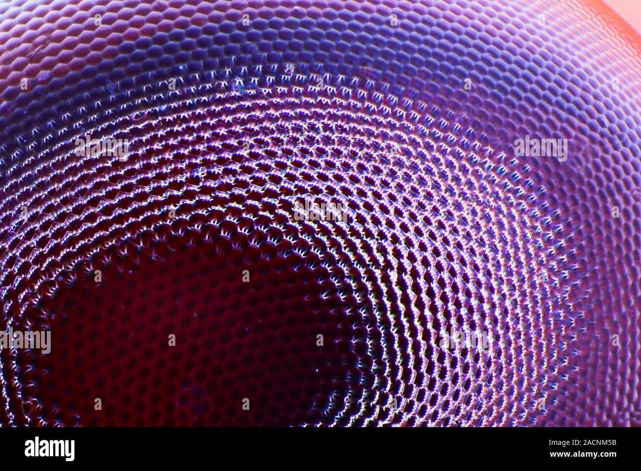Damselfly eye. Close-up of one of the compound eyes of a damselfly ...
