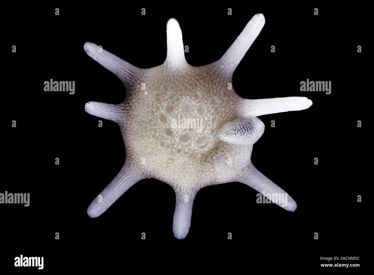 Foraminiferan, darkfield light micrograph. Foraminifera are marine ...