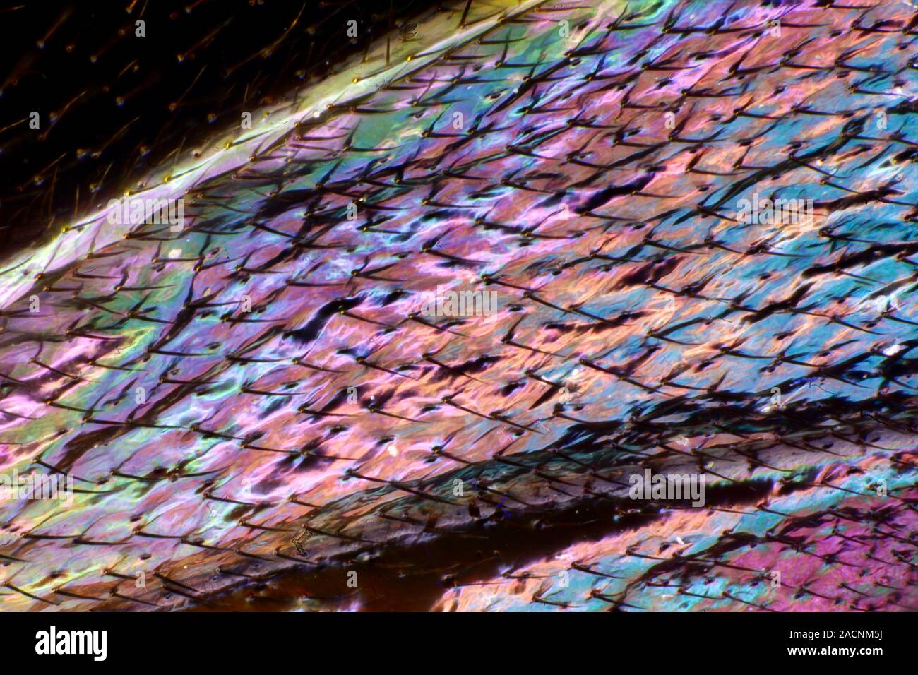 Wasp wing. Close-up of one of the wing of a wasp (order Hymenoptera ...