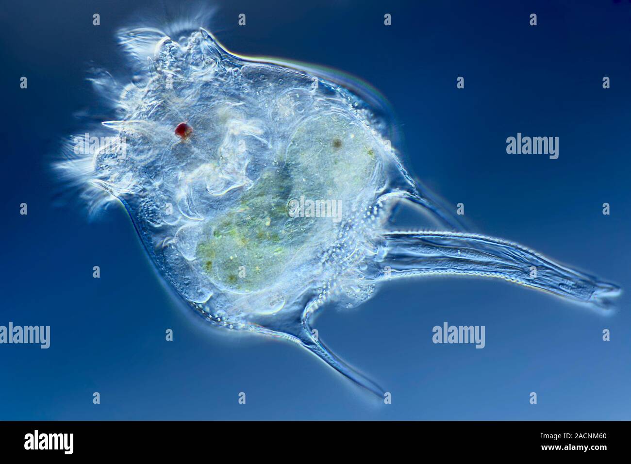 Rotifer. Differential interference contrast light micrograph of a ...