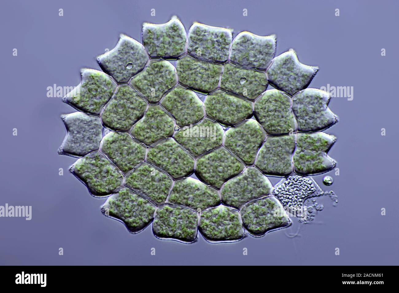 Pediastrum green algae. Differential interference contrast light ...