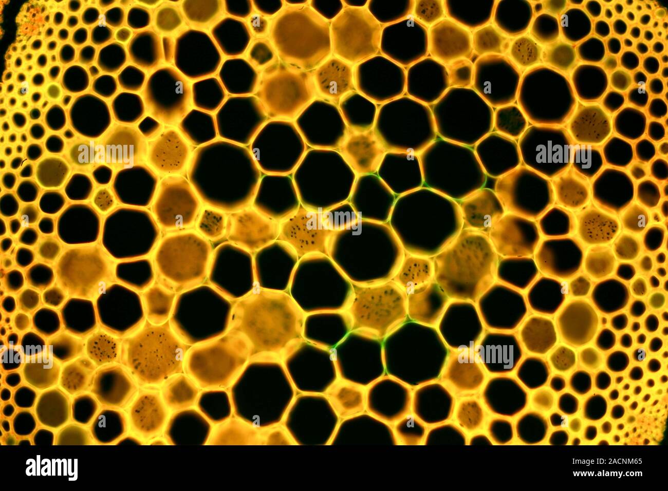 Lavender. Fluorescence light micrograph of a section through a lavender ...