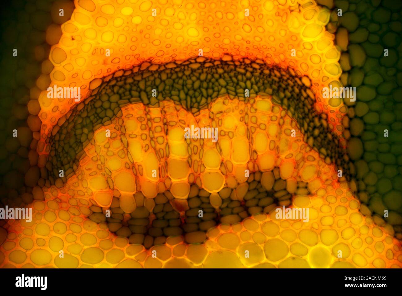 Lavender. Fluorescence light micrograph of a section through a lavender ...