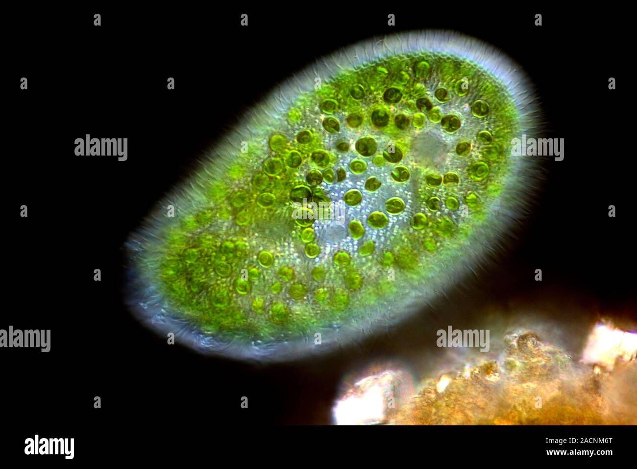 Paramecium bursaria protozoan, differential interference contrast light micrograph. This ciliate ...