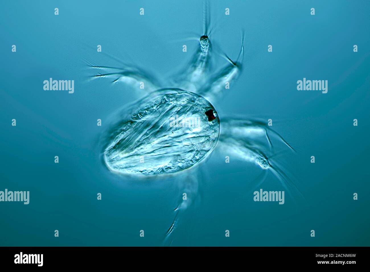 Copepod larva. Phase-contrast micrograph of a nauplius larva. A ...