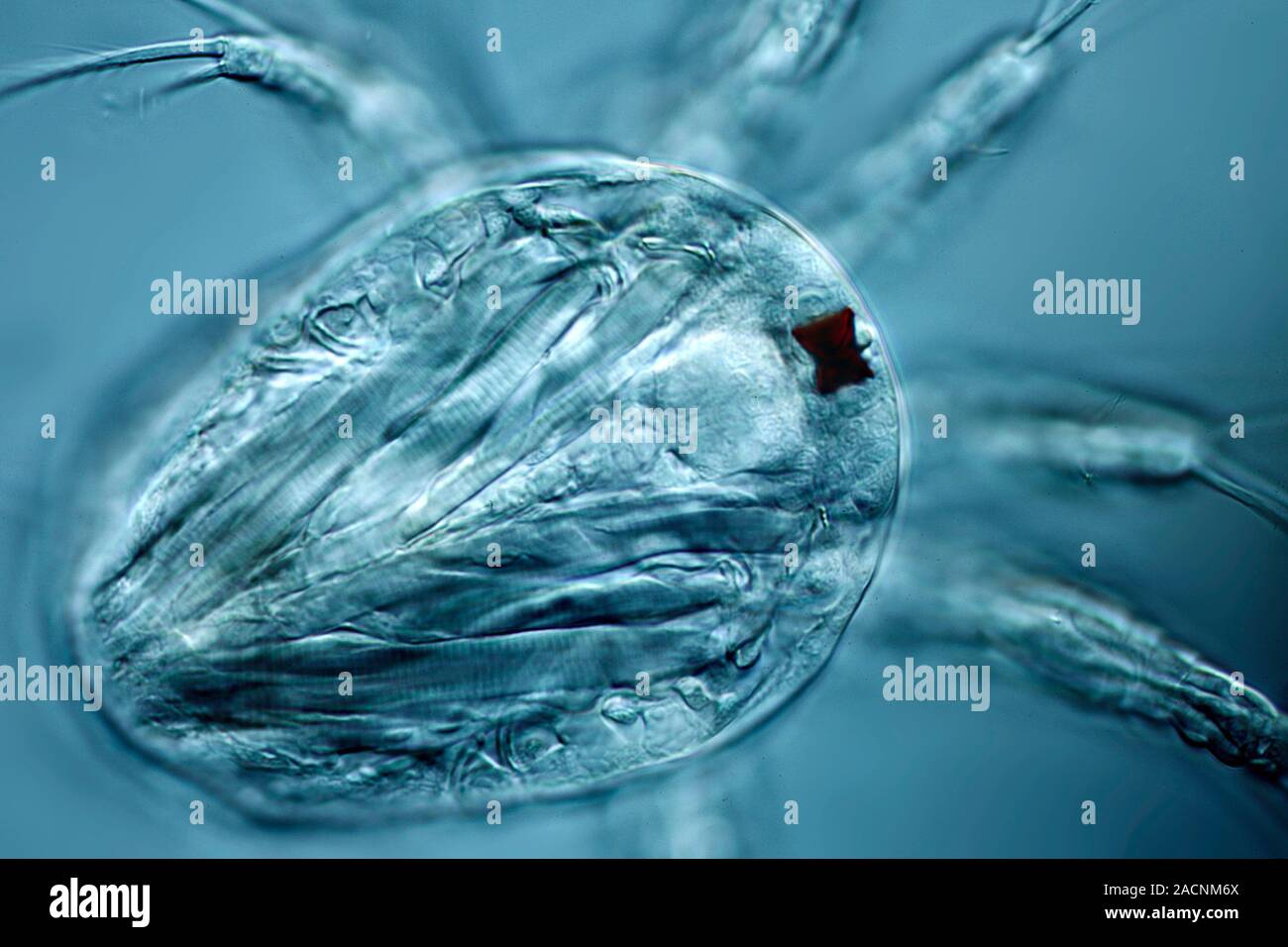 Copepod larva. Phase-contrast micrograph of a nauplius larva. A ...
