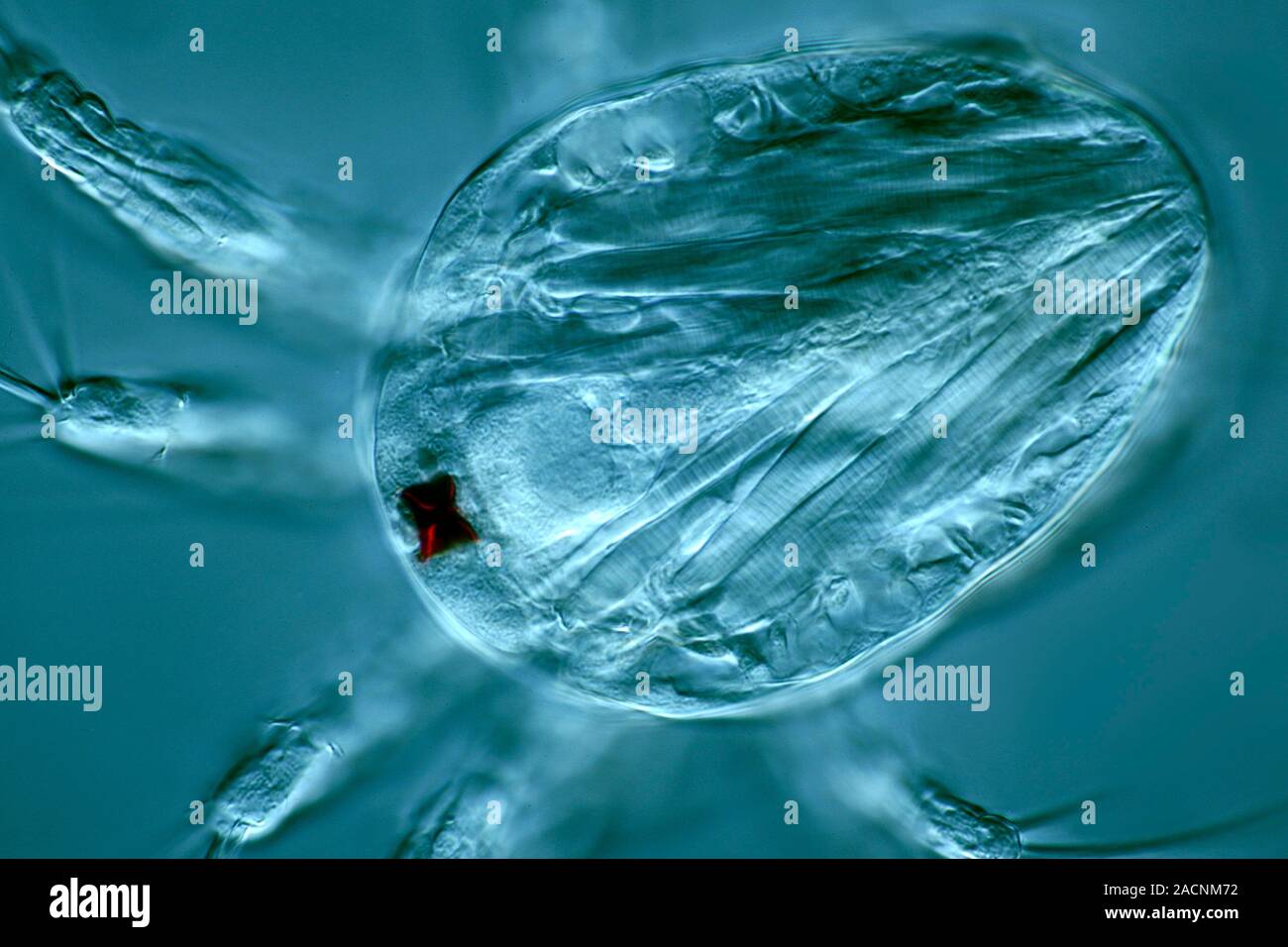 Copepod larva. Phase-contrast micrograph of a nauplius larva. A ...