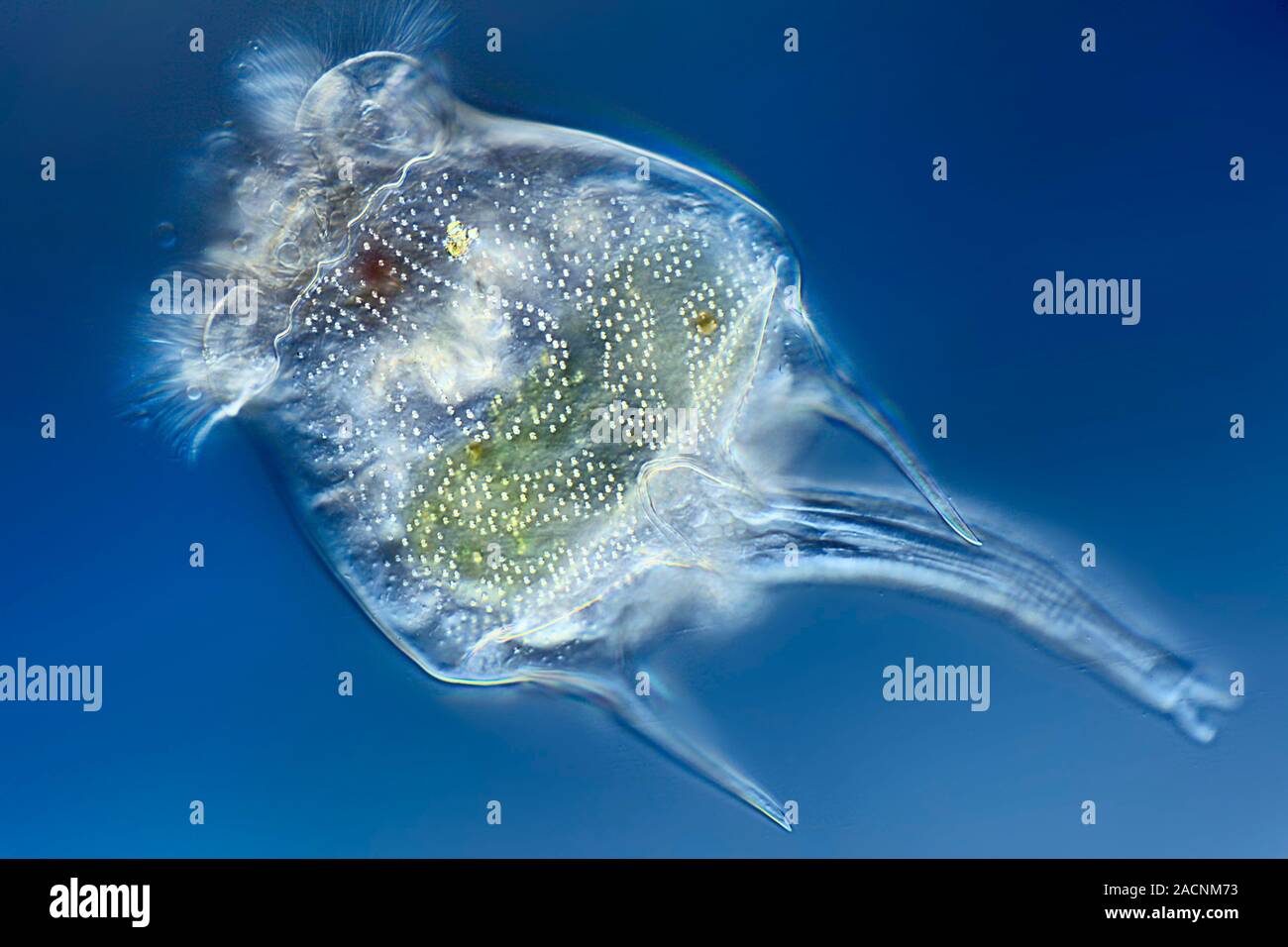 Rotifer. Differential interference contrast light micrograph of a ...