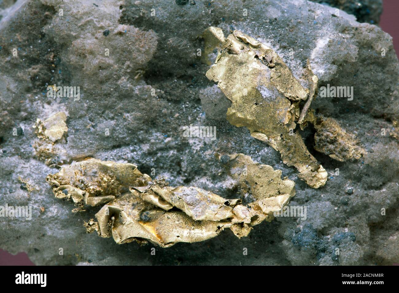 Native gold on quartz. Close-up of a vein of gold embedded in quartz ...