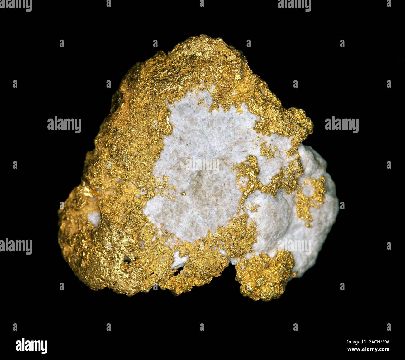 Native gold on quartzite. Close-up of a vein of gold in a quartzite ...