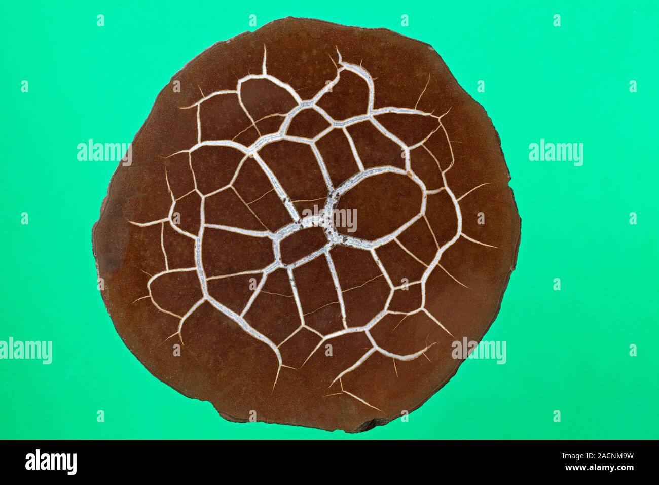 Septarian nodule. Section through a septarian nodule, showing its inner ...