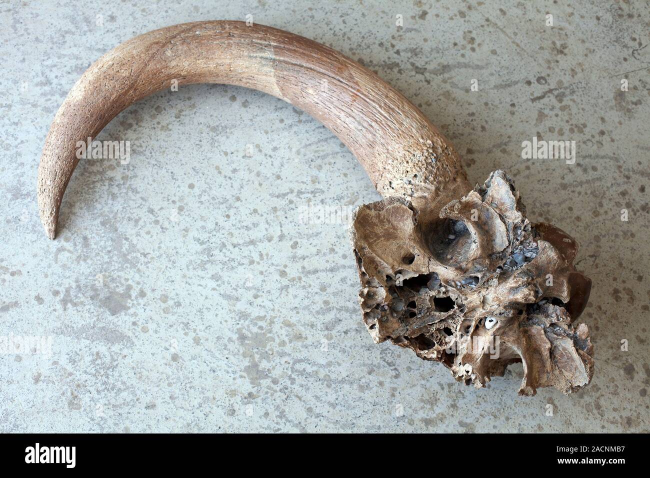 Ox horn fossil. Fossilised horn and part of the skull of an extinct ...