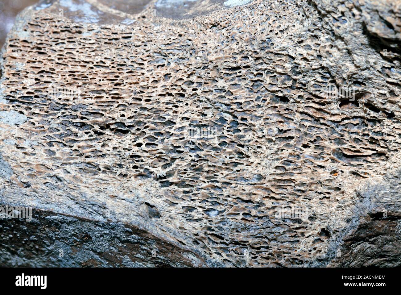 Mammoth fossil. Close-up of the interior of a fossilised mammoth ...