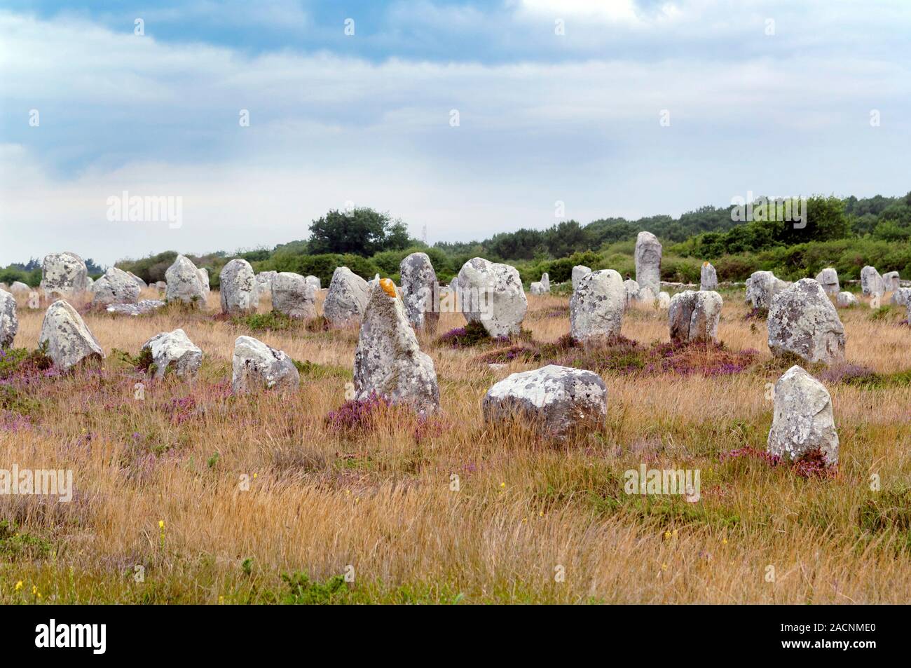 Carnac stones. Neolithic standing stones in a field. The Carnac stones ...