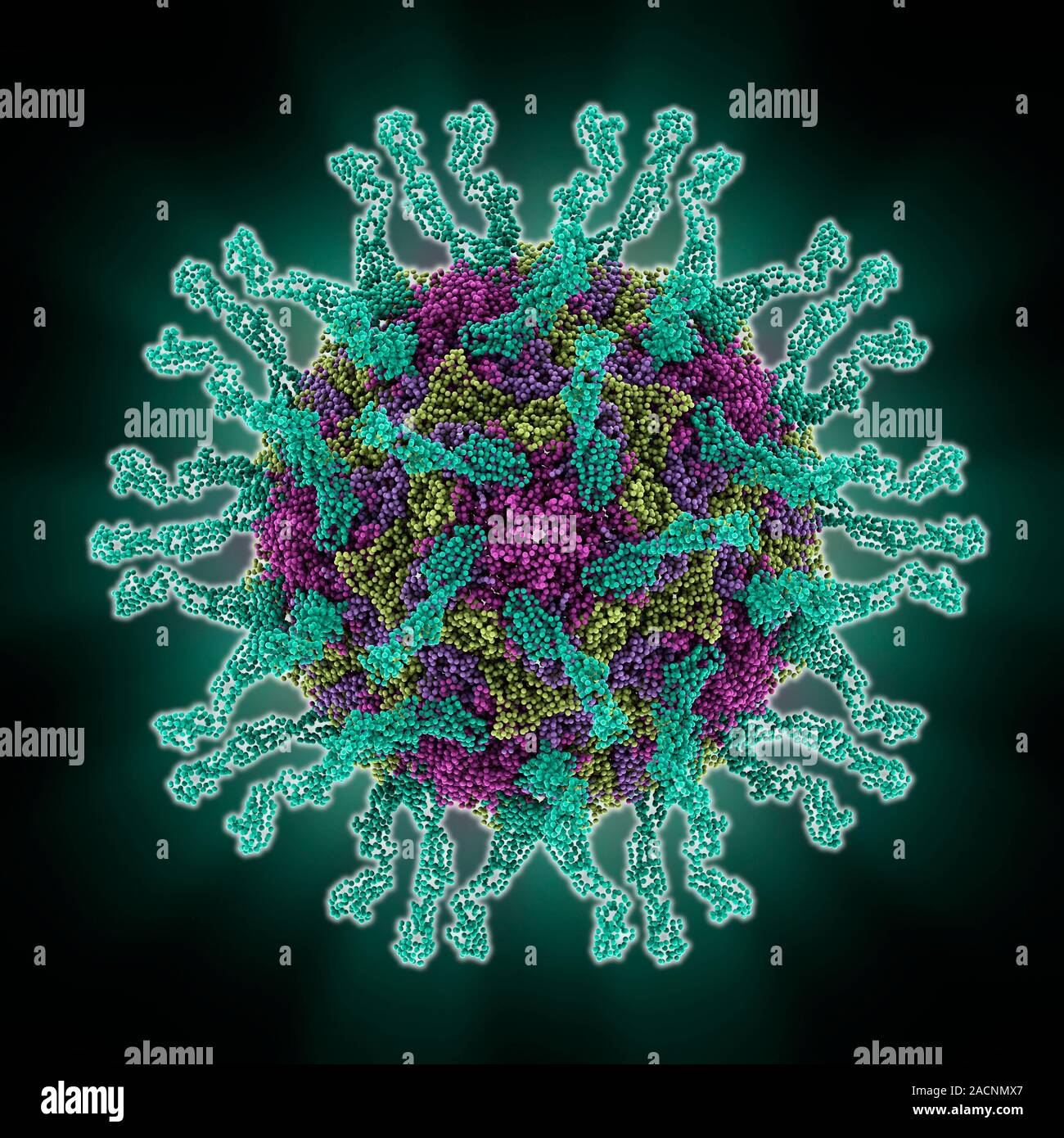 Human poliovirus particle. Computer model of the capsid of the human ...