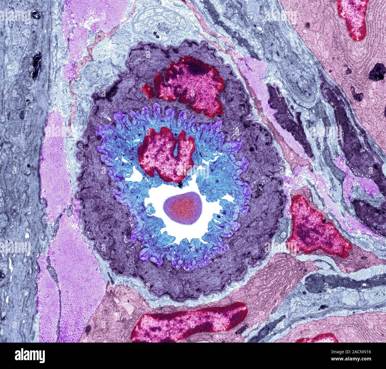 Intestinal arteriole. Transmission electron micrograph (TEM) of a ...
