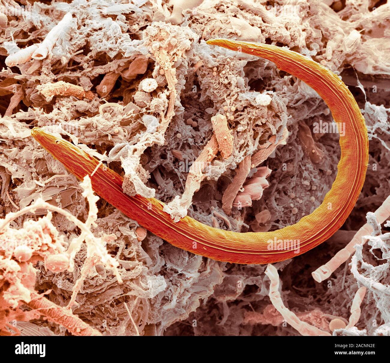Nematode worm. Coloured scanning electron micrograph (SEM) of a freshwater nematode from a pond ...