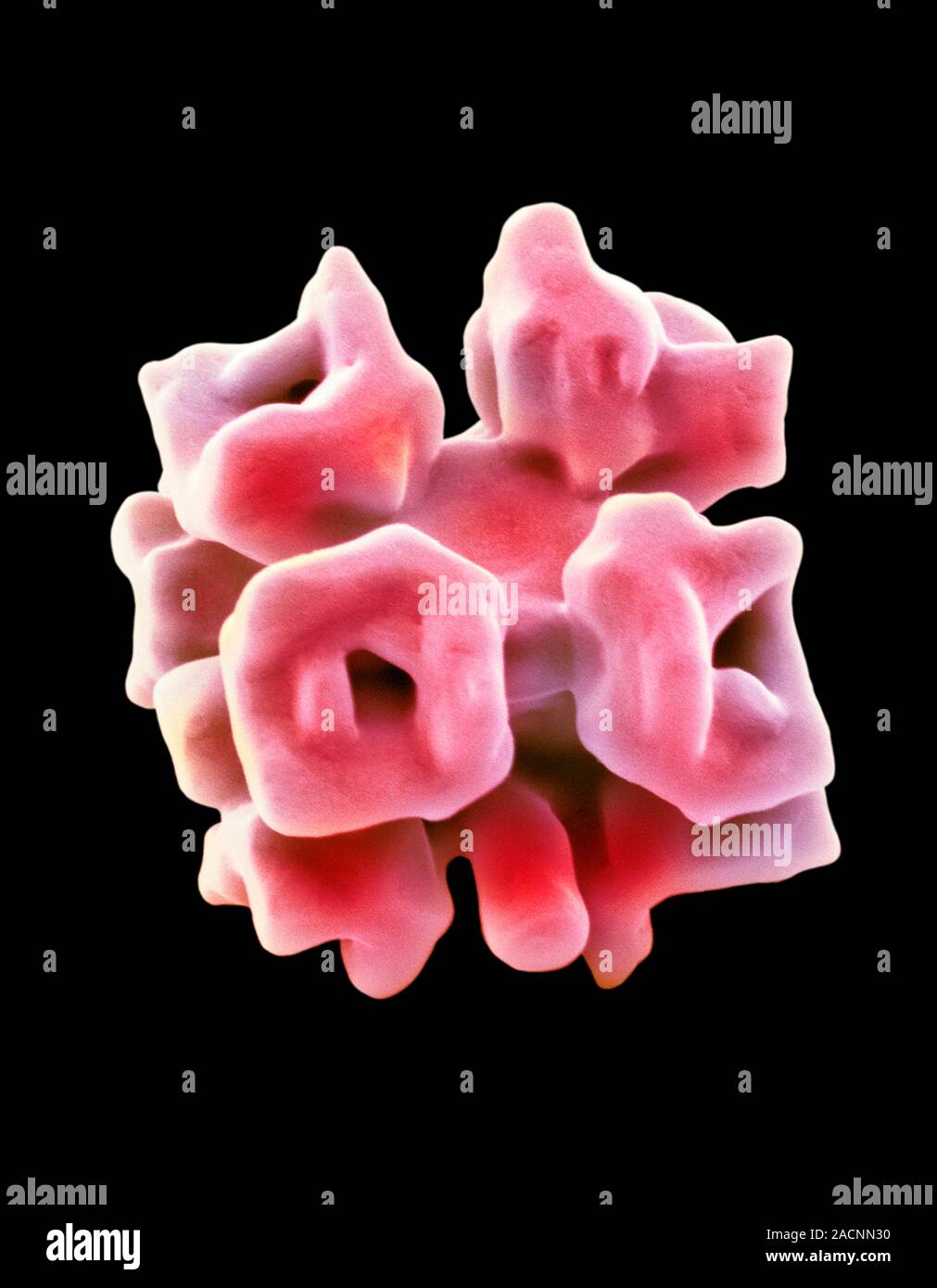 Coloured scanning electron micrograph (SEM) of a single phosphate ...