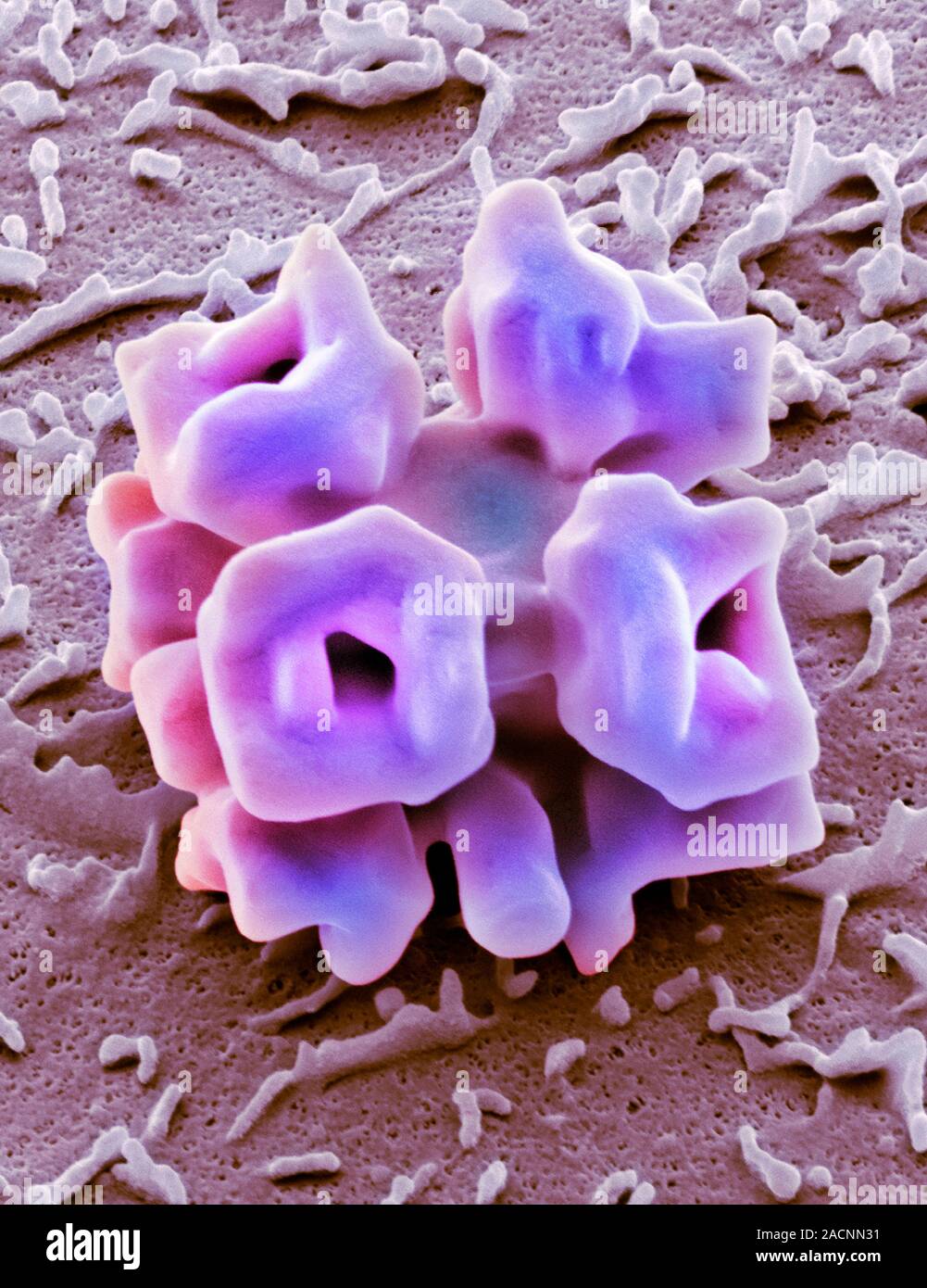Coloured scanning electron micrograph (SEM) of a single phosphate ...