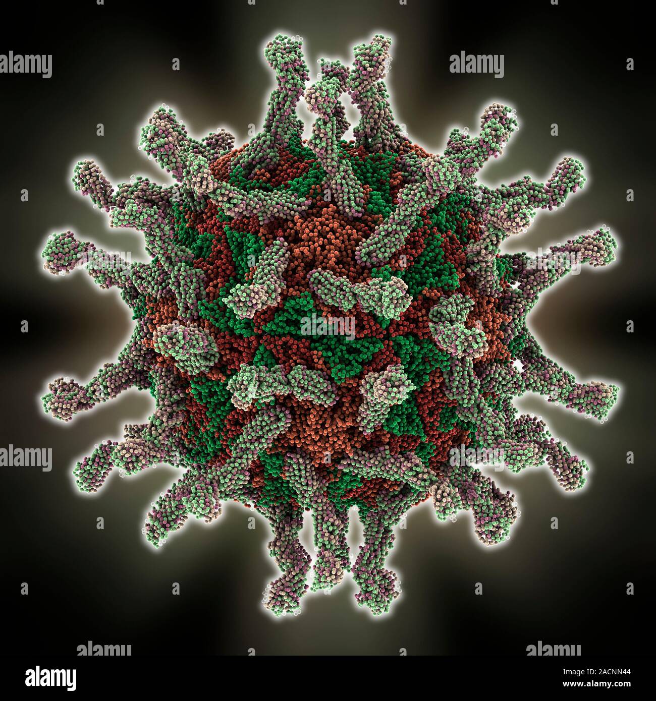 Human poliovirus particle. Computer model of the capsid of the human ...