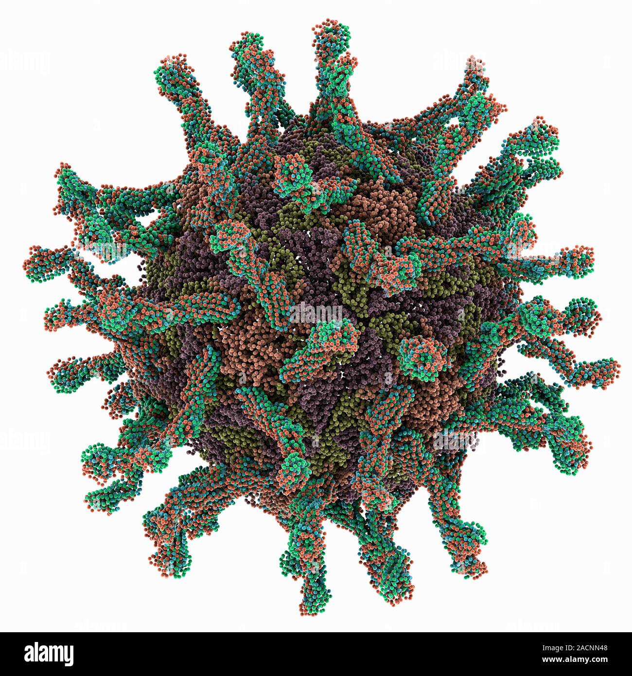 Human poliovirus particle. Computer model of the capsid of the human ...