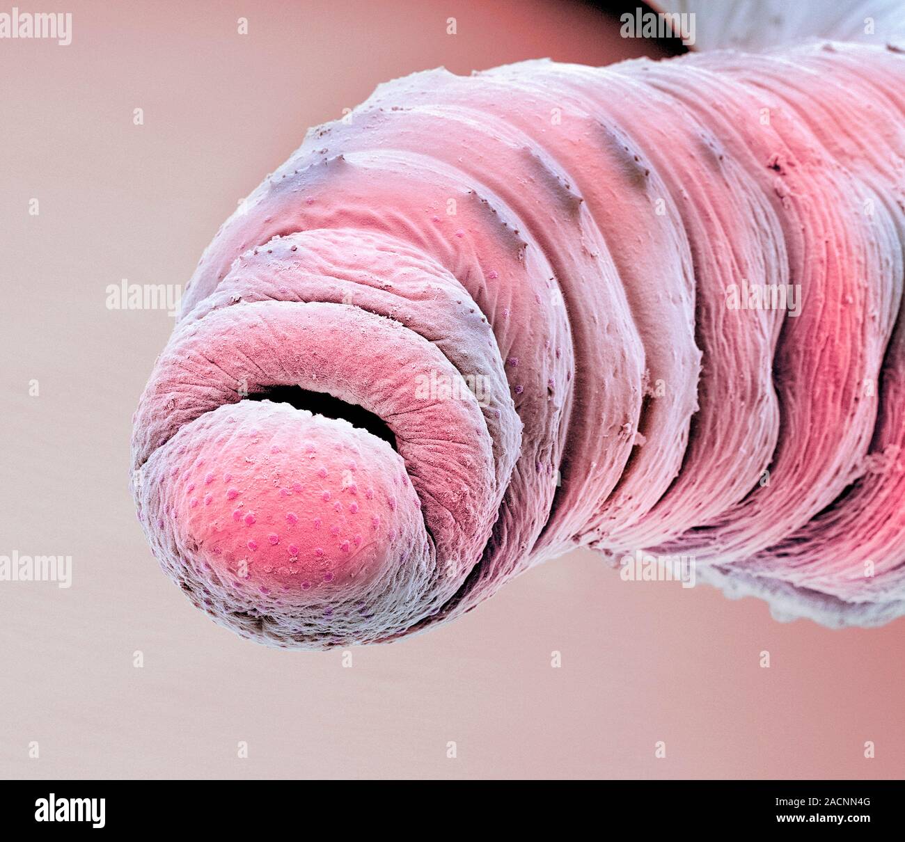 Earthworm head. Coloured scanning electron micrograph (SEM) of the head ...