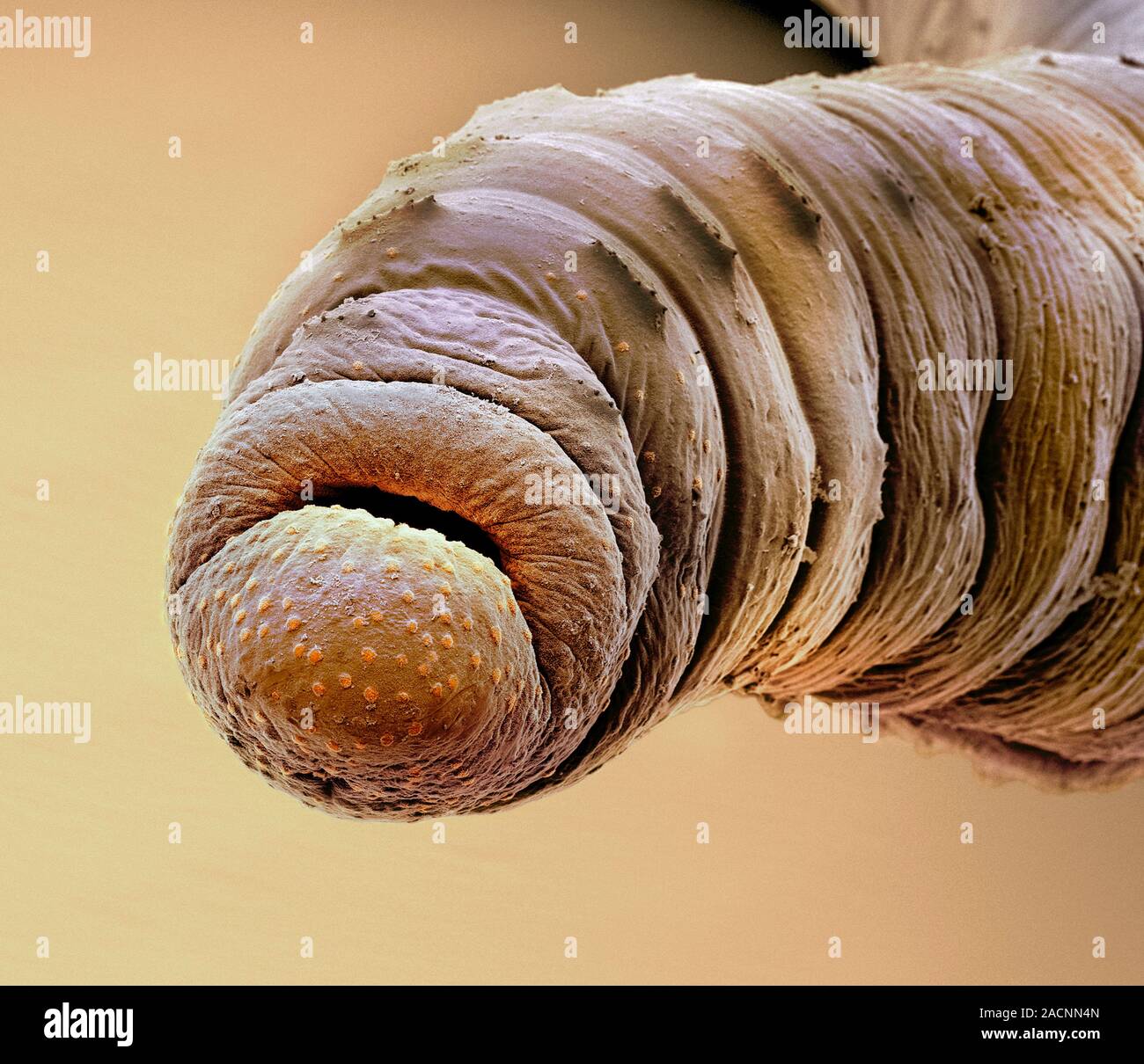 Earthworm head. Coloured scanning electron micrograph (SEM) of the head ...