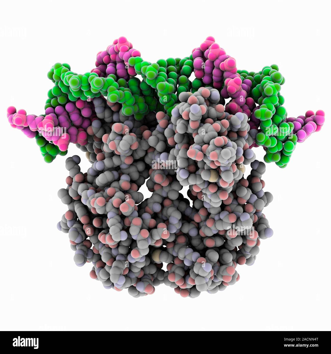 Gene activator protein. Molecular model of catabolite gene activator ...