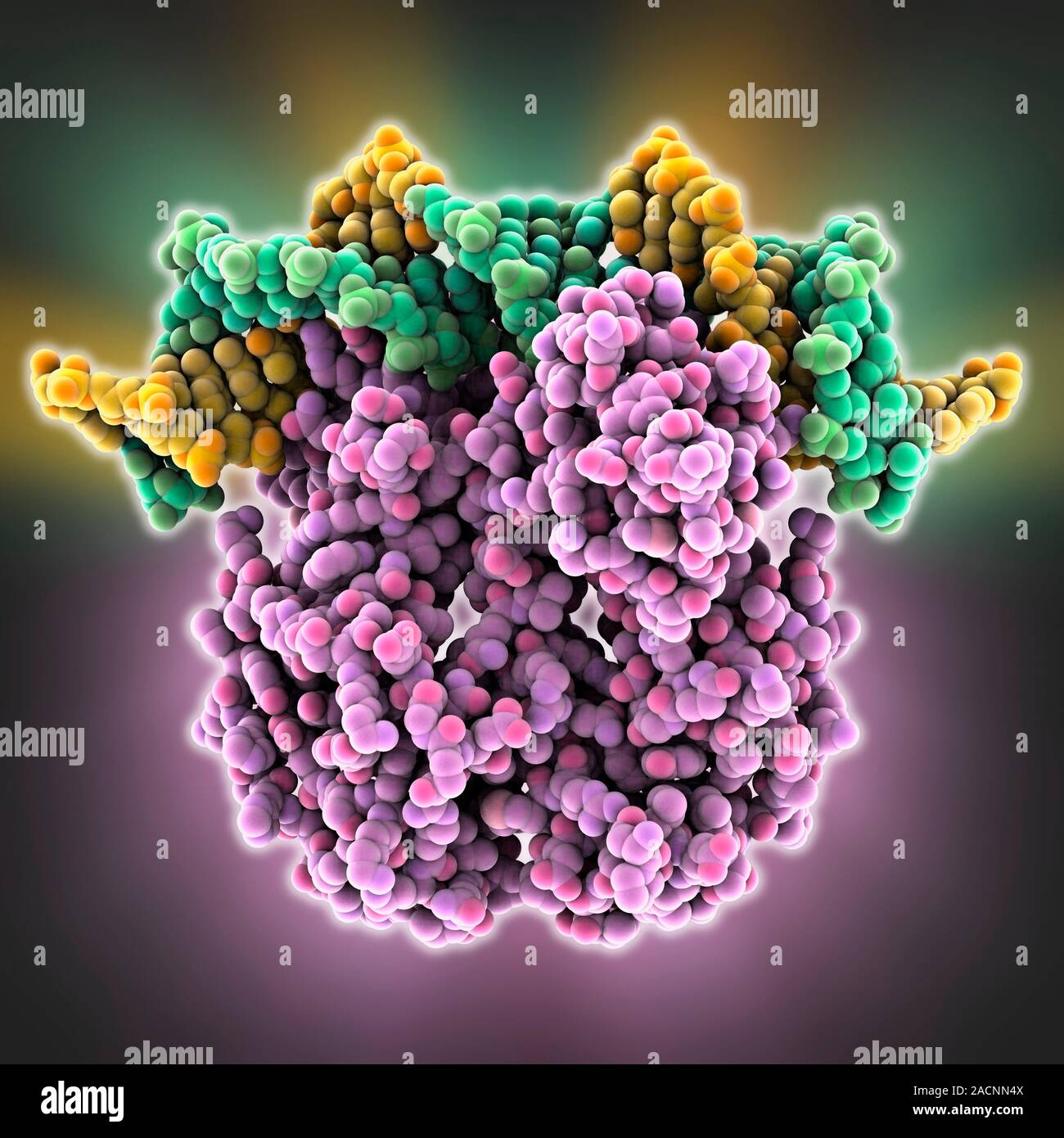 Gene activator protein. Molecular model of catabolite gene activator ...