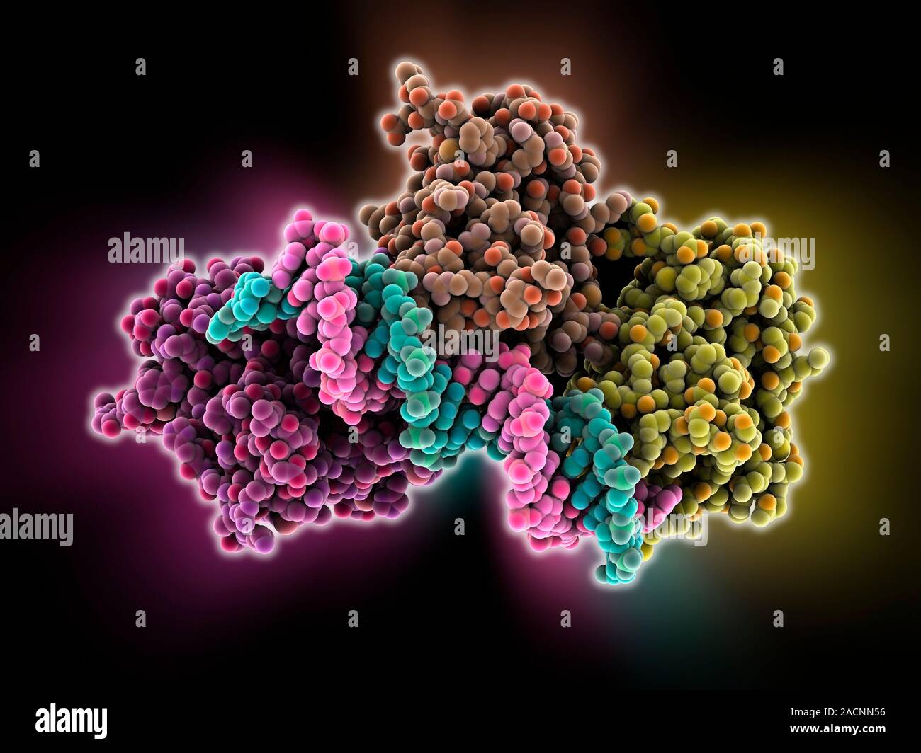 Tumour suppressor protein. Molecular model of the tumour suppressor ...