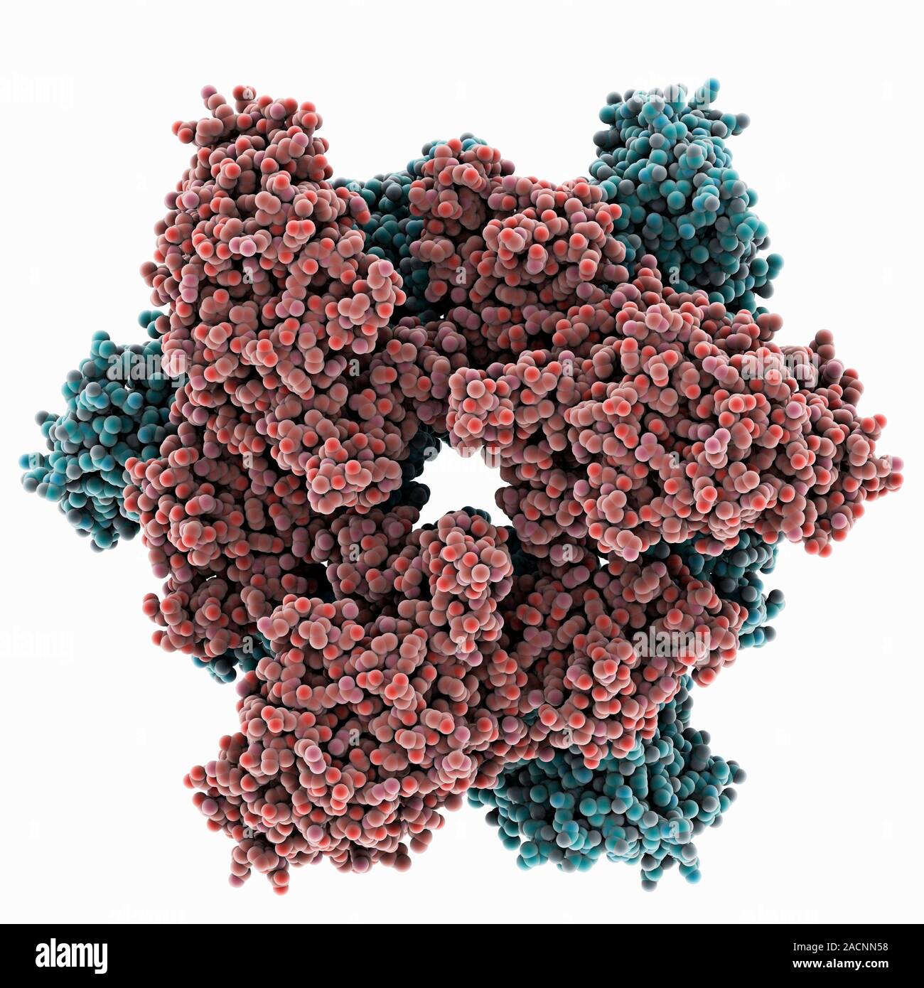 Atp Sulfurylase Molecule Computer Model Showing The Structure Of An Atp Sulfurylase Atps
