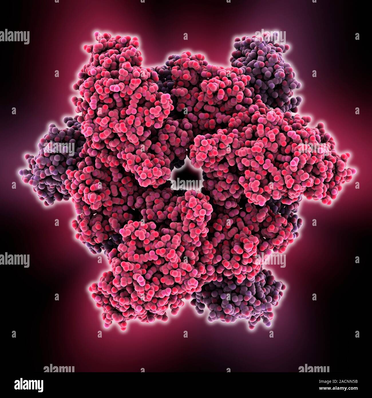 Atp Sulfurylase Molecule Computer Model Showing The Structure Of An Atp Sulfurylase Atps