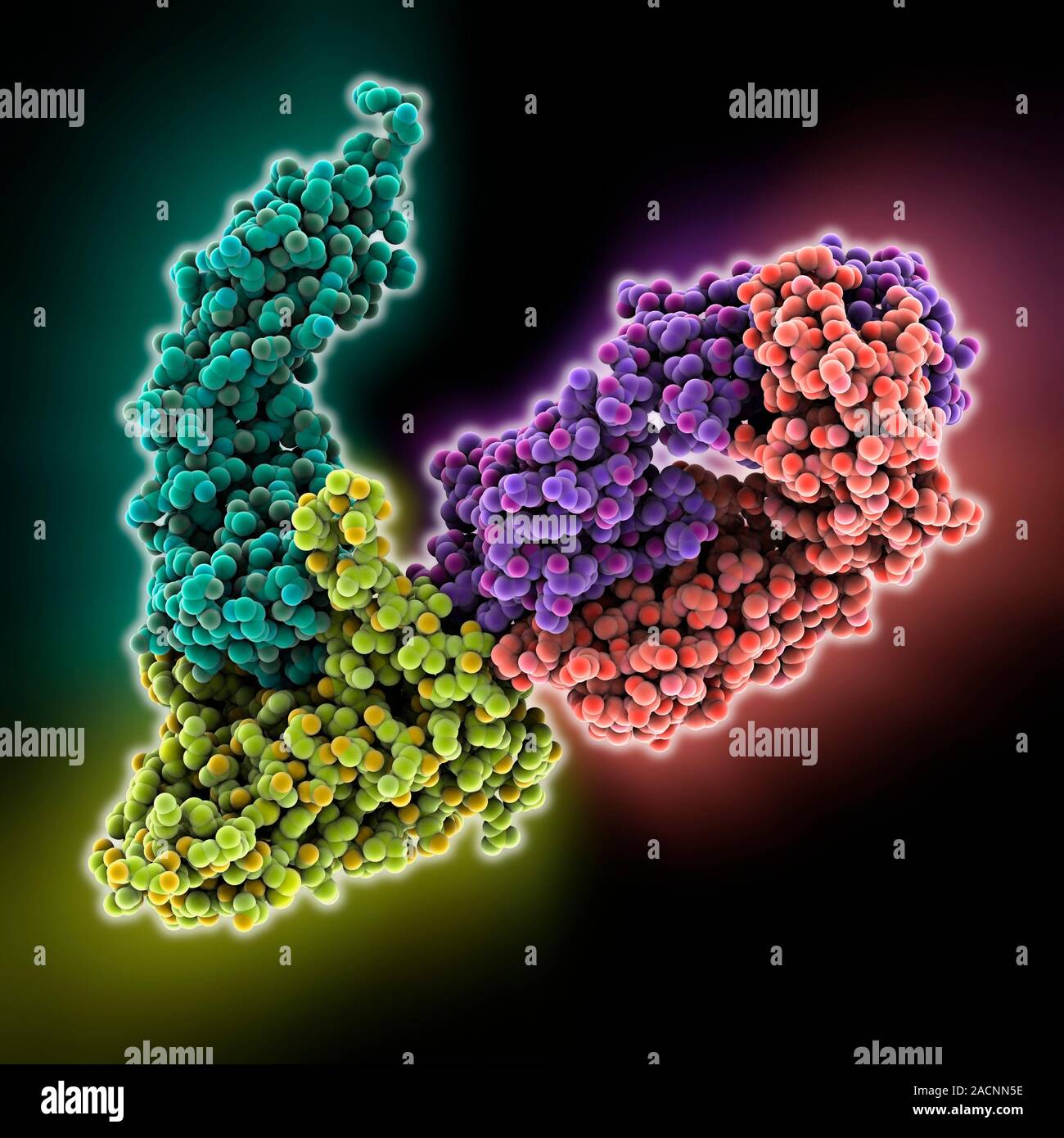 HIV antibody therapy. Molecular model of the interaction of the HIV ...