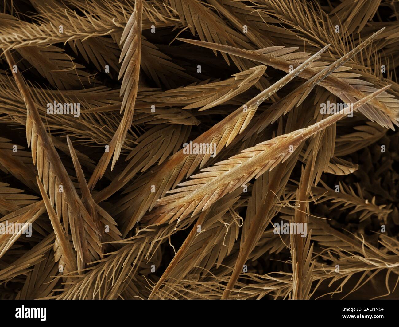 Urticating hairs. Scanning electron micrographs (SEM) of the urticating ...