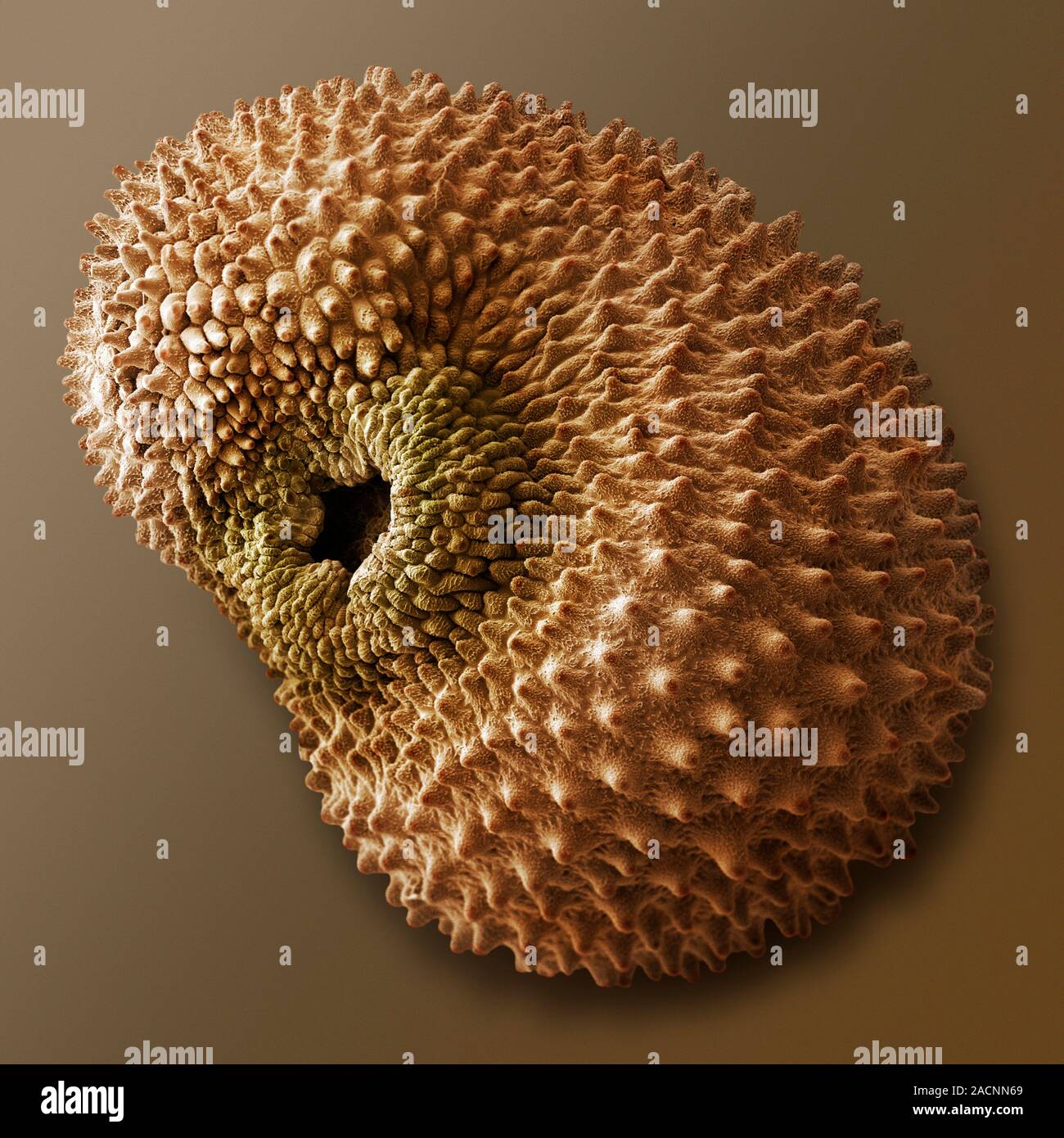 Red campion seed. Coloured scanning electron micrograph (SEM) of a seed ...