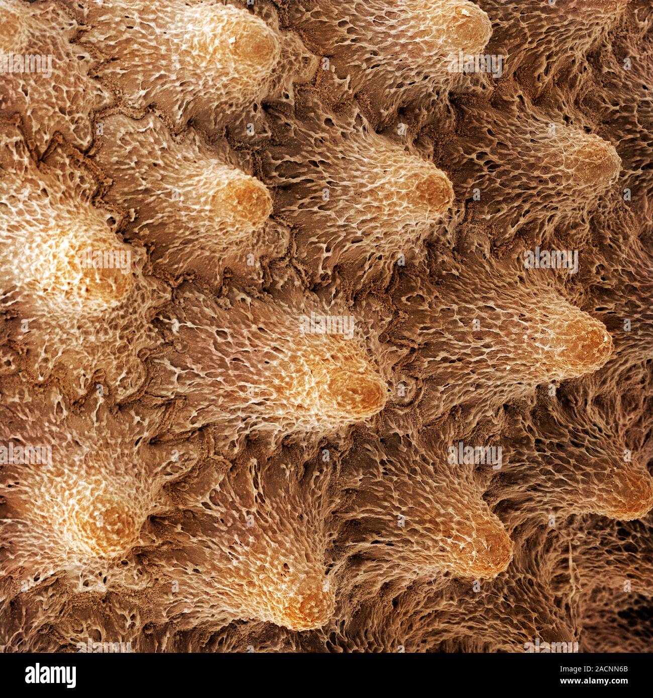 Red campion seed detail. Coloured scanning electron micrograph (SEM) of ...